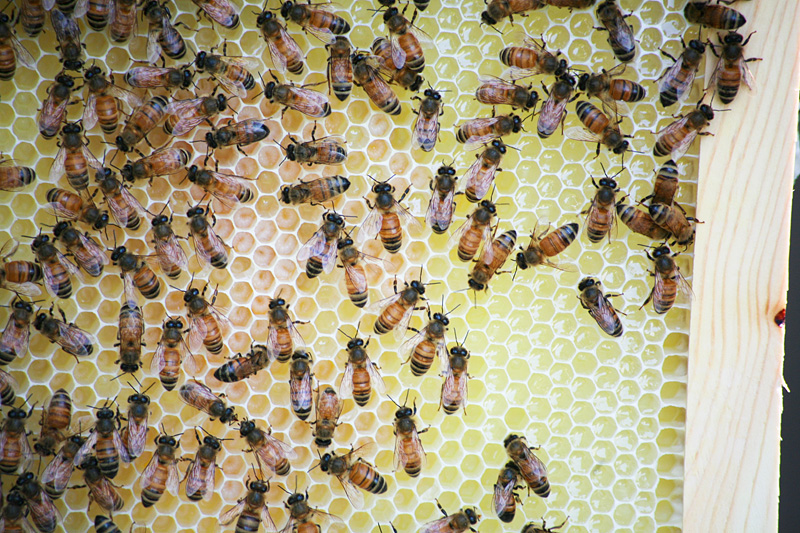 Welcoming to the Hive!