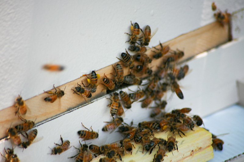 Welcoming to the Hive!