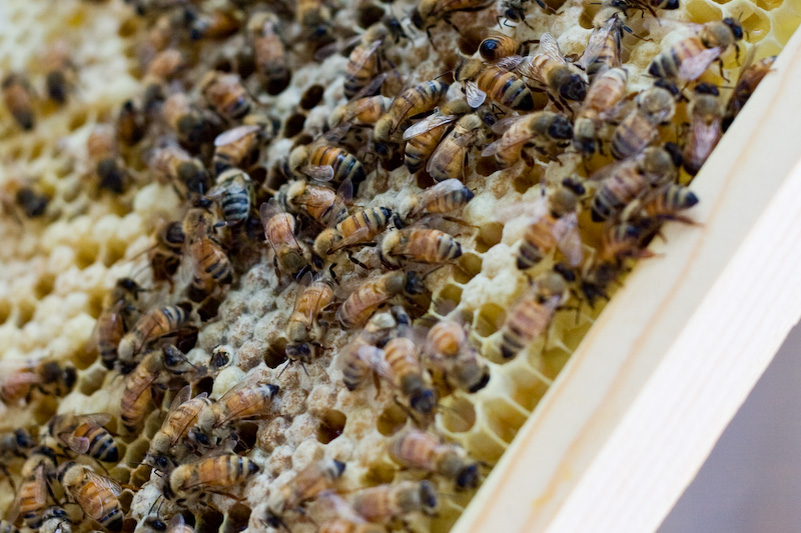 Welcoming to the Hive!