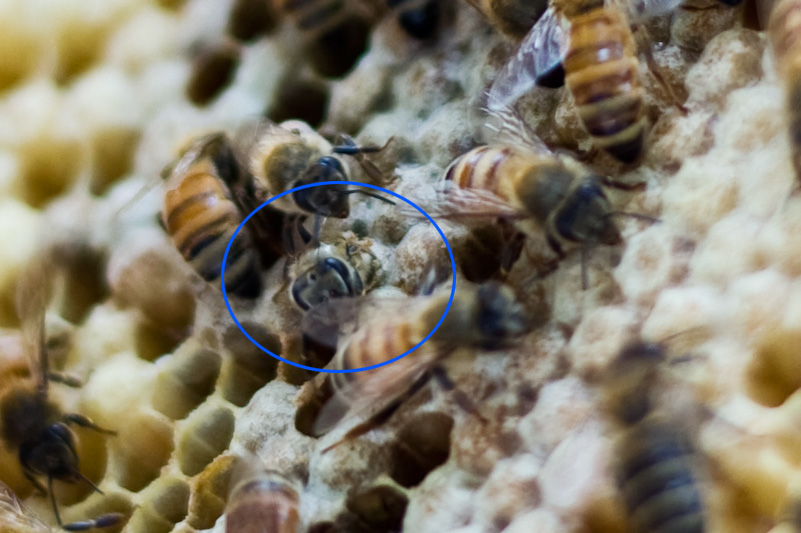 Welcoming to the Hive!
